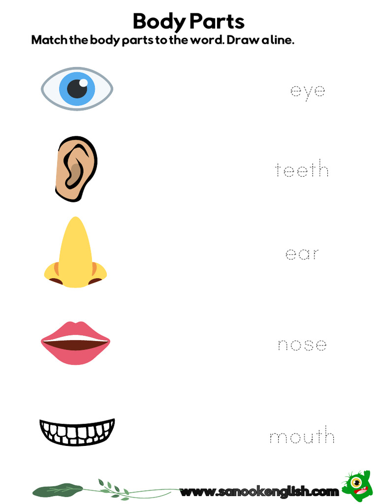 Body Parts Matching Activity | PDF
