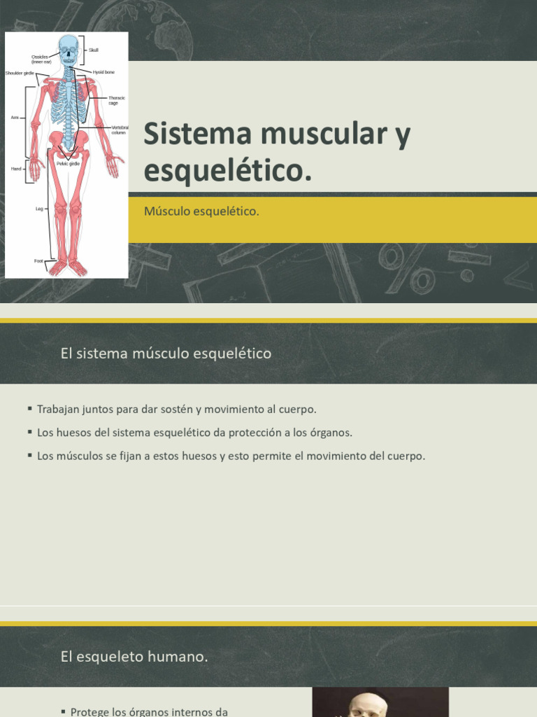 Sistema Muscular y Esquelético | PDF
