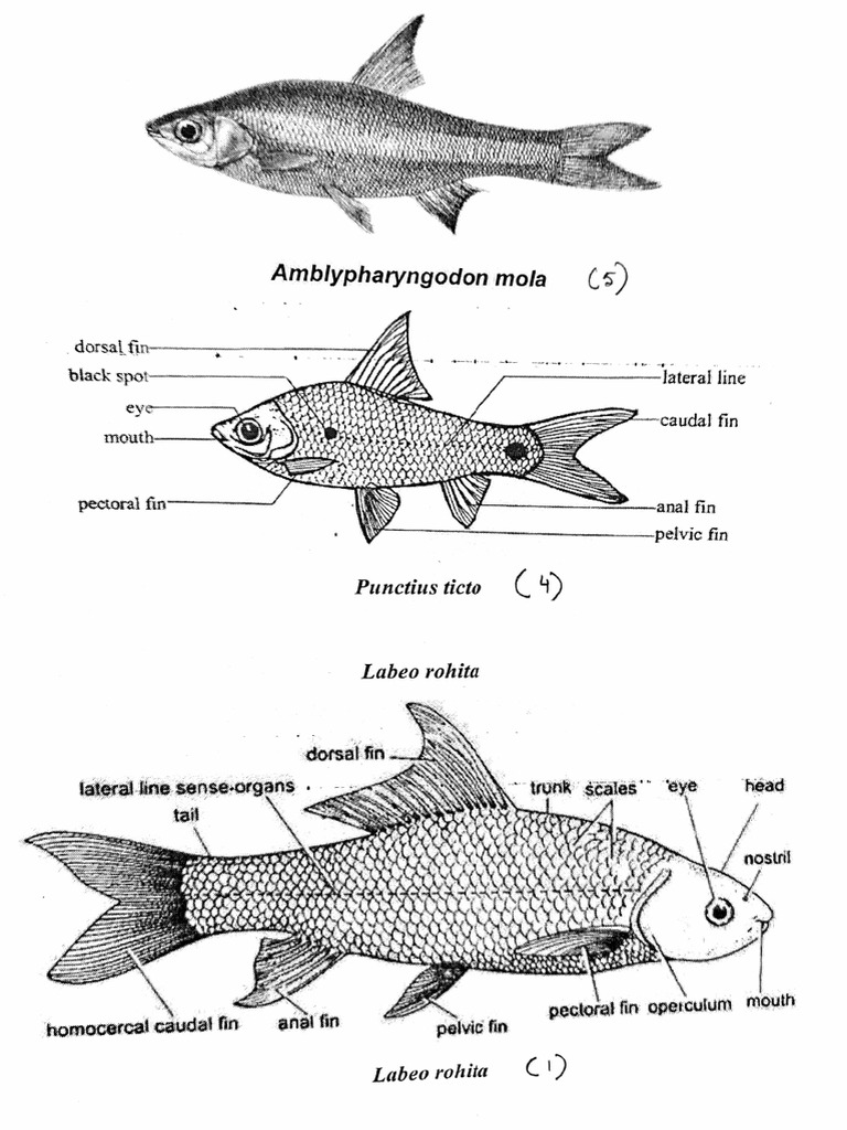 Fish Diagrams | PDF
