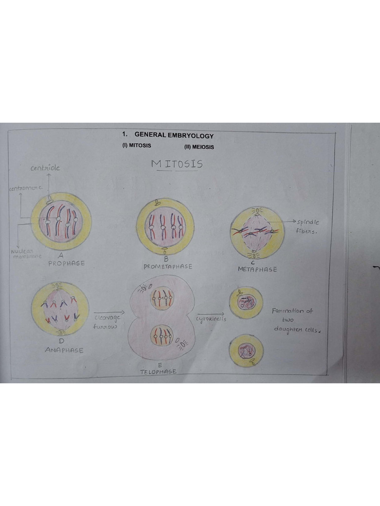 Embryology Record | PDF