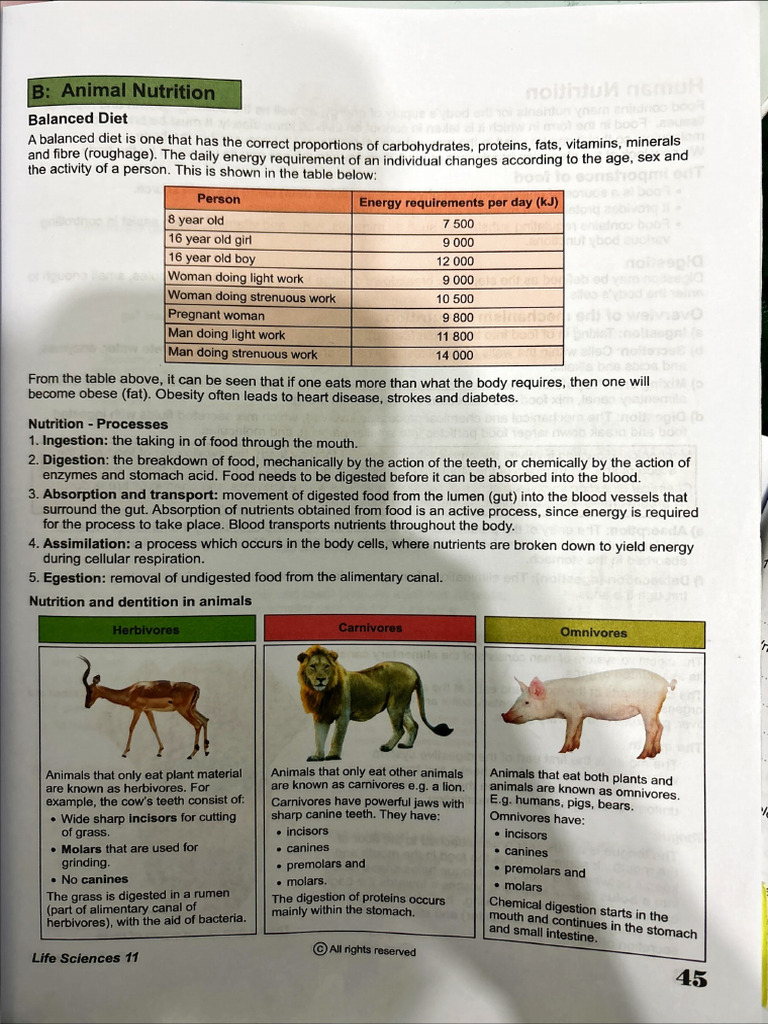 Animal Nutrition | PDF