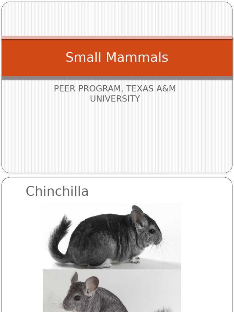 Small Mammals | PDF