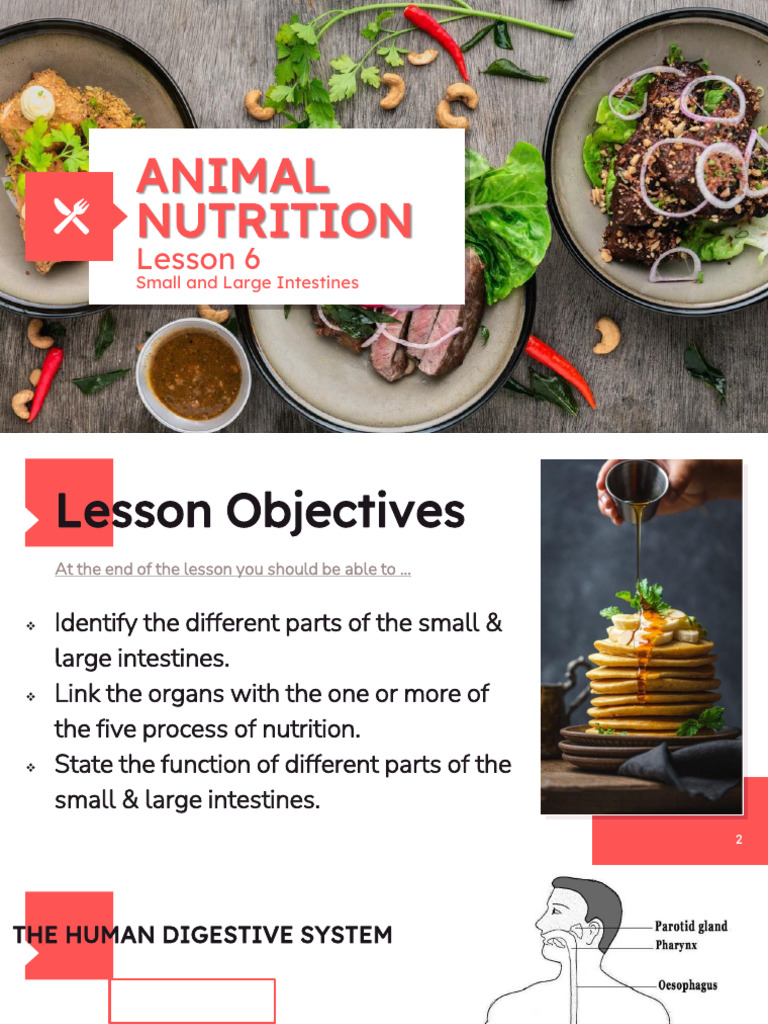 Intestinal Structure and Functions | PDF | Digestion | Small Intestine