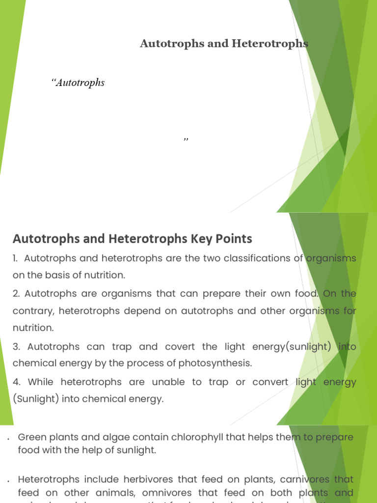 Autotrophs vs. Heterotrophs Explained | PDF | Foods | Nutrition