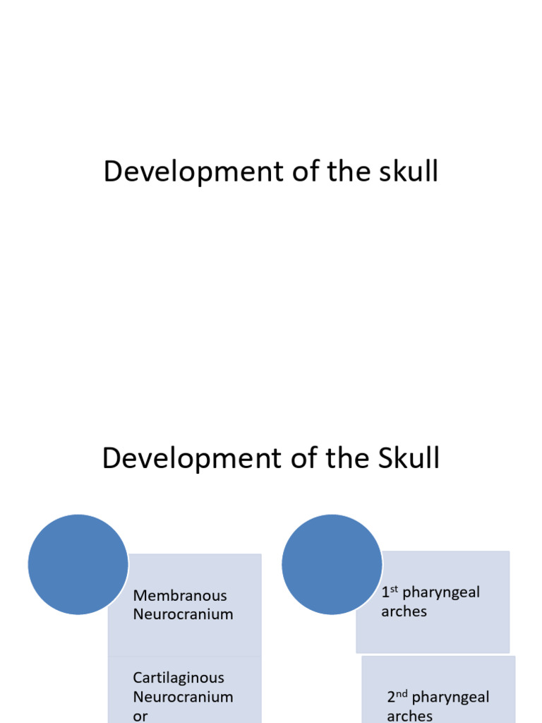 Human Skull Development Overview | PDF | Vertebral Column | Vertebra