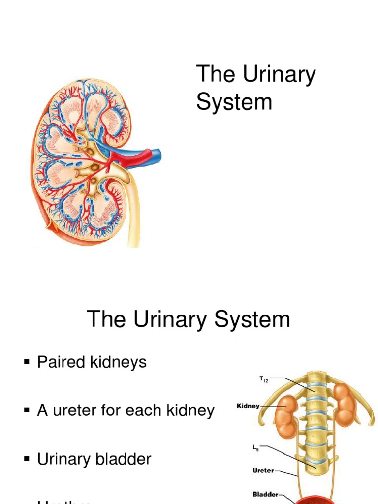 Lecture 23 - The Urinary System | PDF