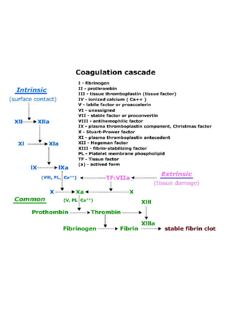 Coagulation Cascade | PDF