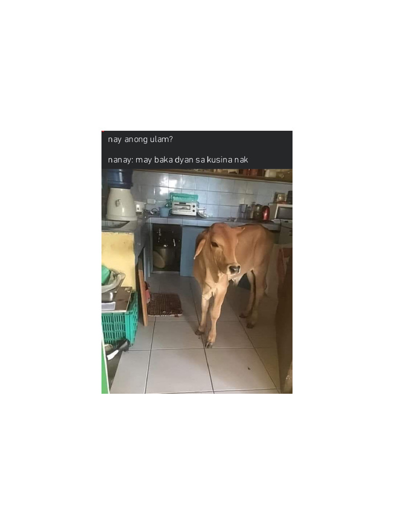 Cow | PDF
