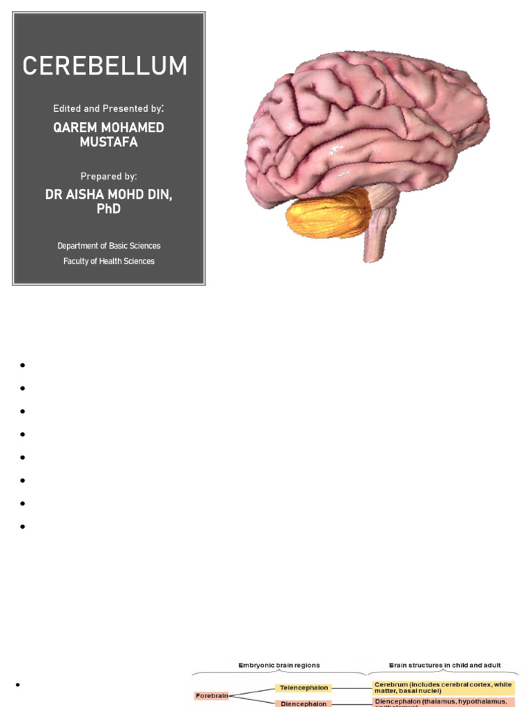 Cerebellum: Structure and Function | PDF | Cerebellum | Cerebrum