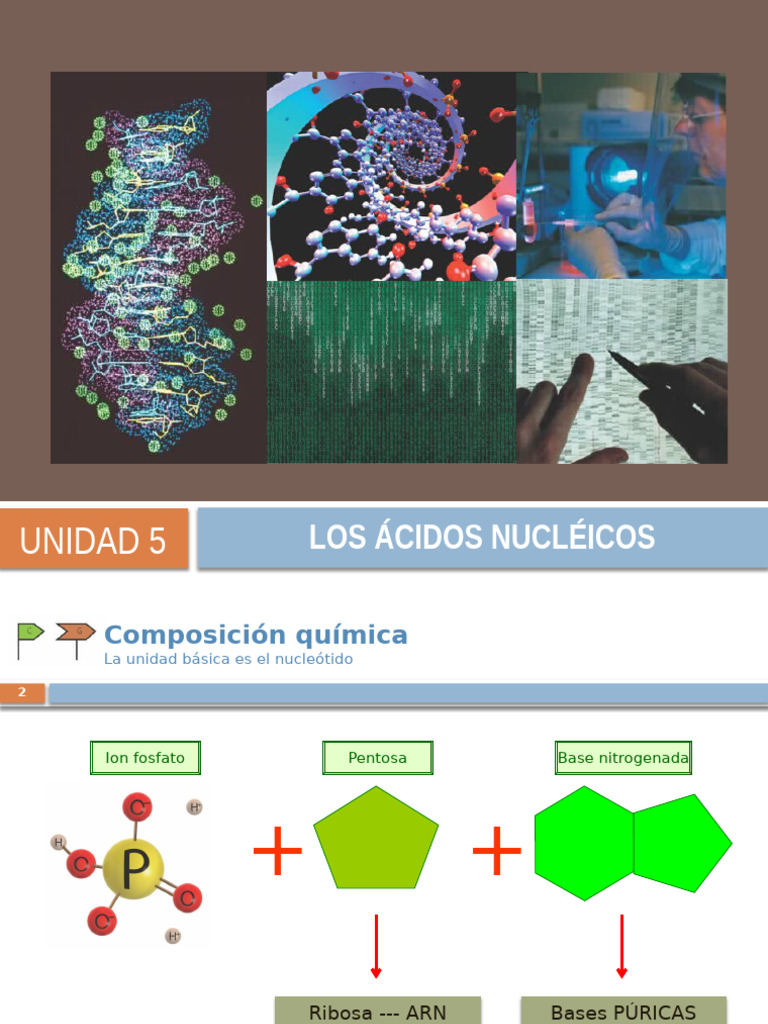 U05 - Acidos Nucleicos | PDF | Adn | Ácidos nucleicos