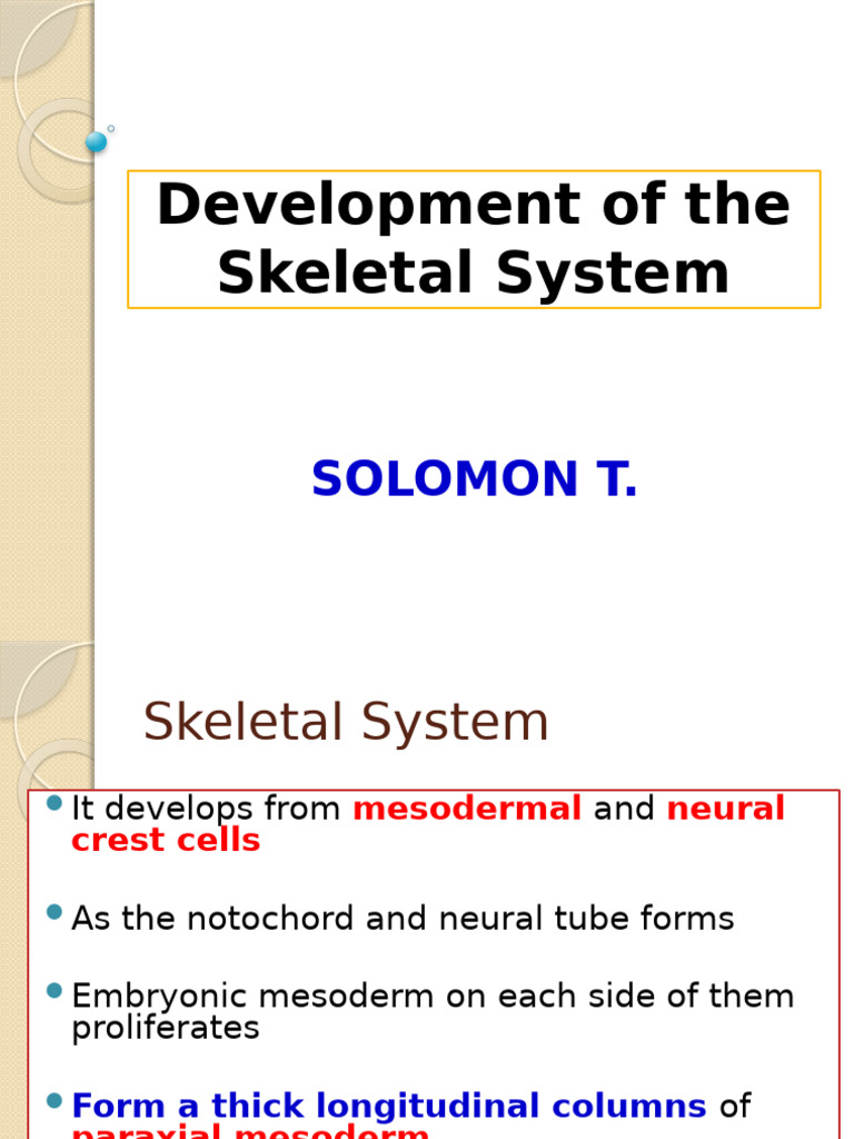 Development of Skeletal System Notes PDF | PDF | Vertebra | Vertebral ...