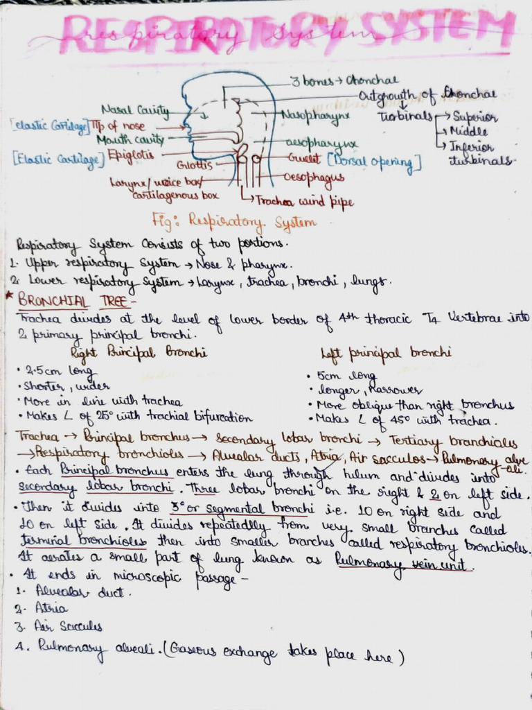 Respiration and Excretion | PDF