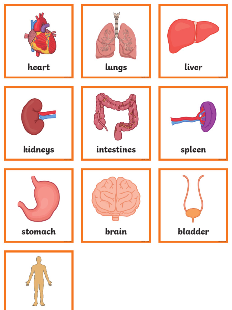 Organ Function Matching Cards | PDF | Human Body | Morphology (Biology)