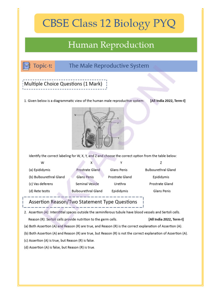 CBSE Class 12 Biology: Human Reproduction PYQs | PDF | Menstrual Cycle ...