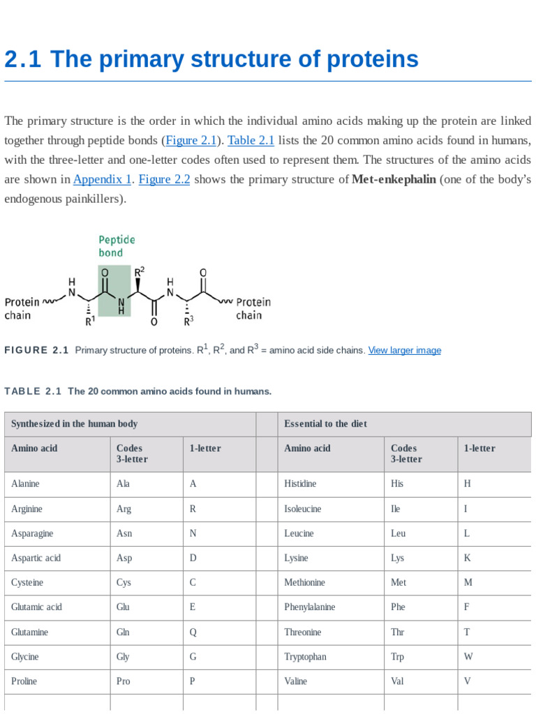 Introduction To Medicinal Chemistry - Split - 2 | PDF | Protein Structure | Amino Acid