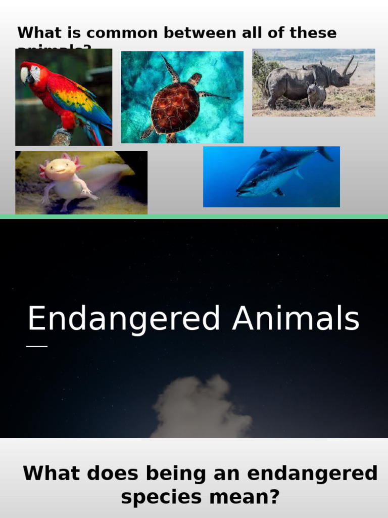Endangered Animals | PDF