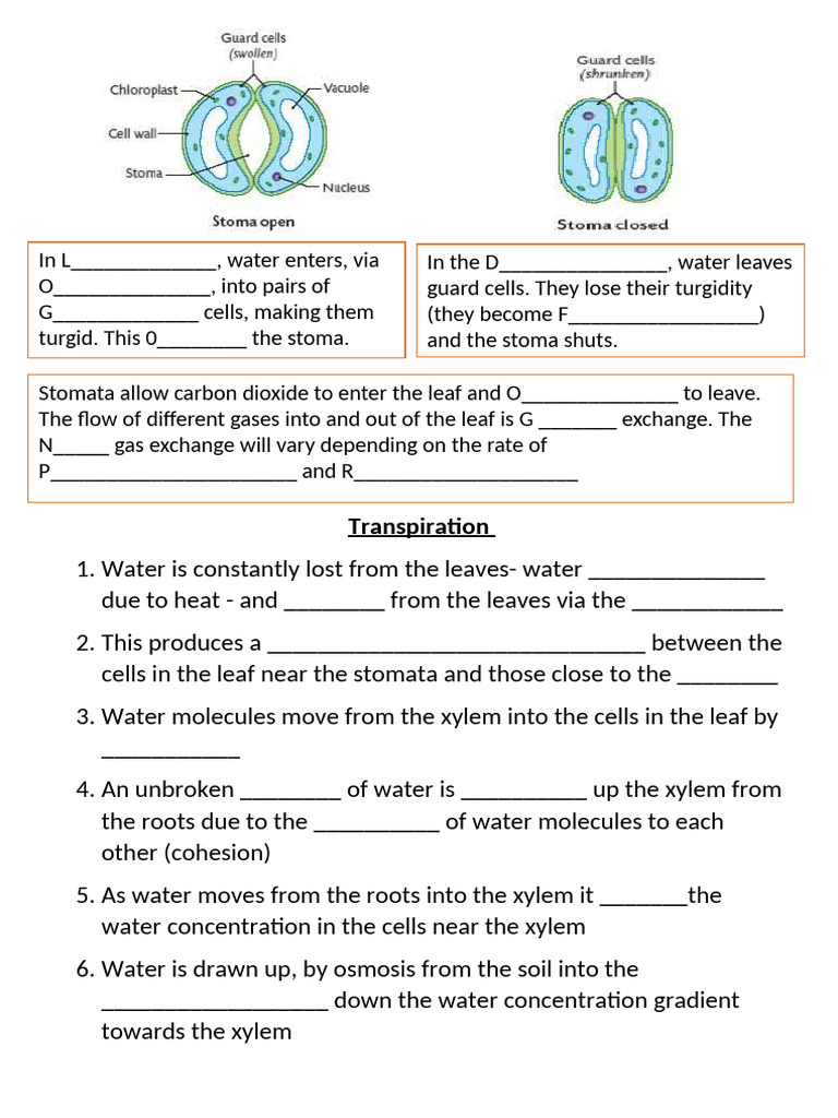 06 Transpirtaion Handout | PDF | Stoma | Leaf