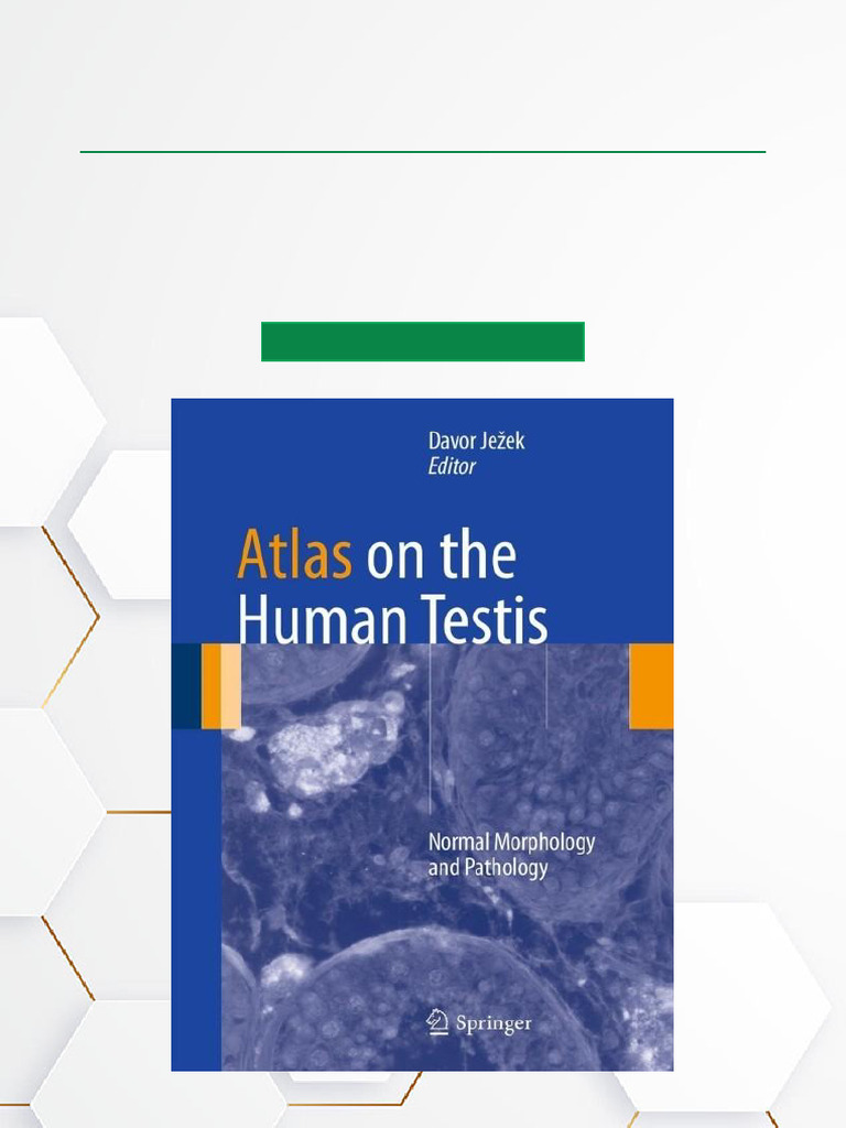 Atlas On The Human Testis Normal Morphology and Pathology All Chapters ...