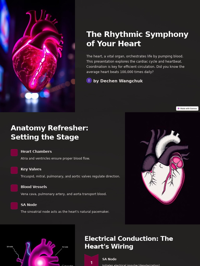 The Rhythmic Symphony of Your Heart | PDF | Heart | Ventricle (Heart)