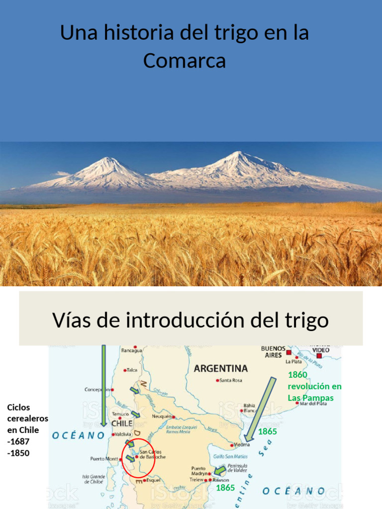 Una Historia Del Trigo en La Comarca | PDF | Agricultura | Los bosques