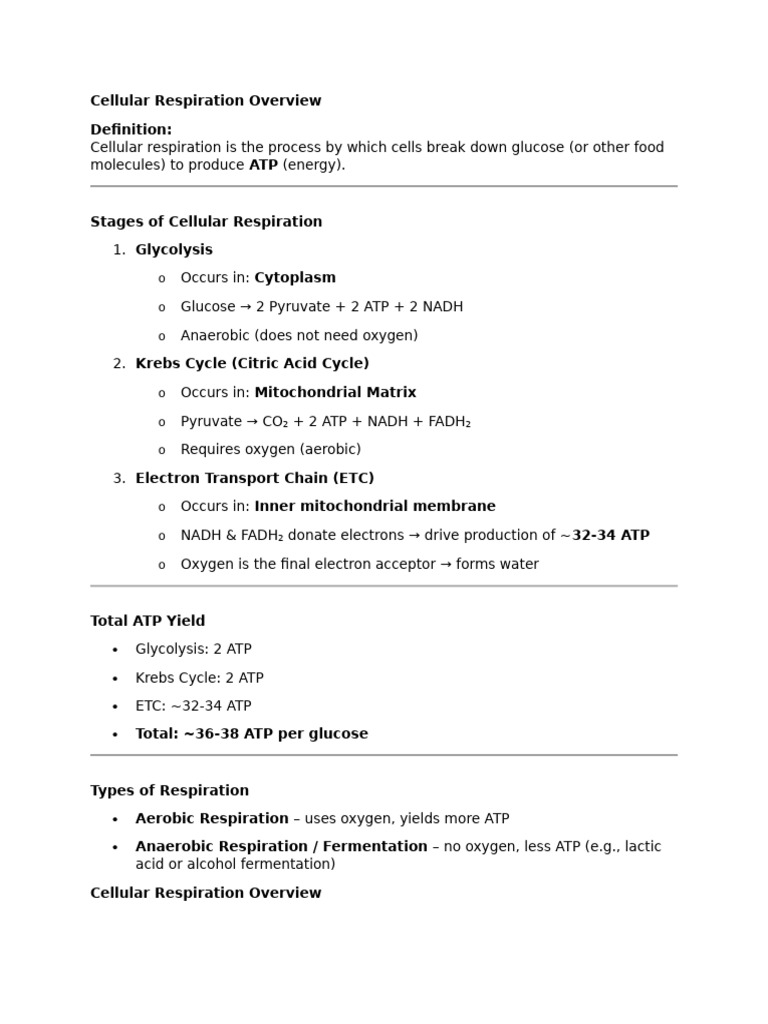 Cellular Respiration Overview1 | PDF