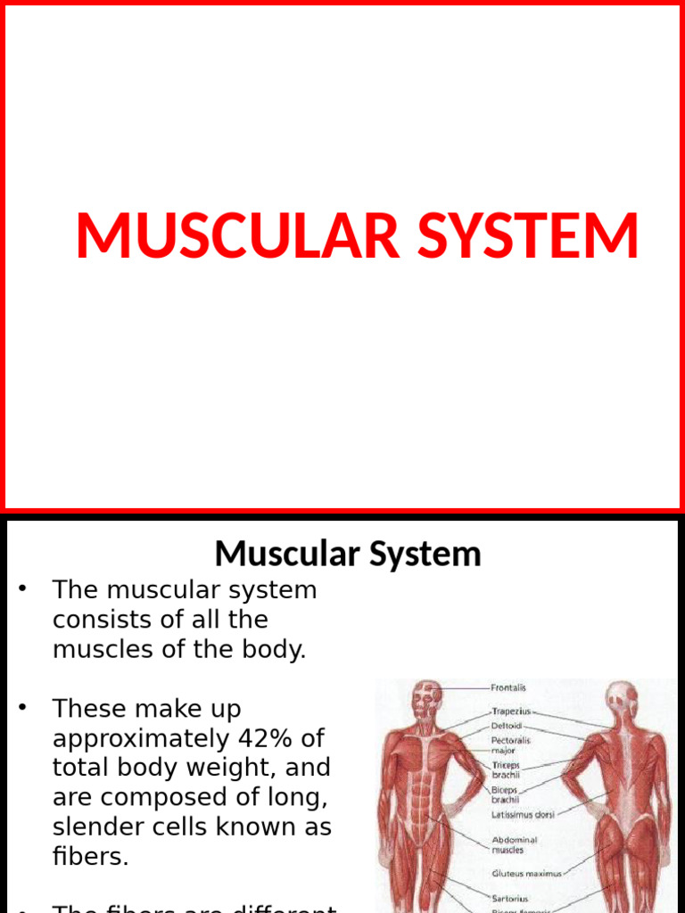Muscle Physio Final | PDF | Human Leg | Abdomen