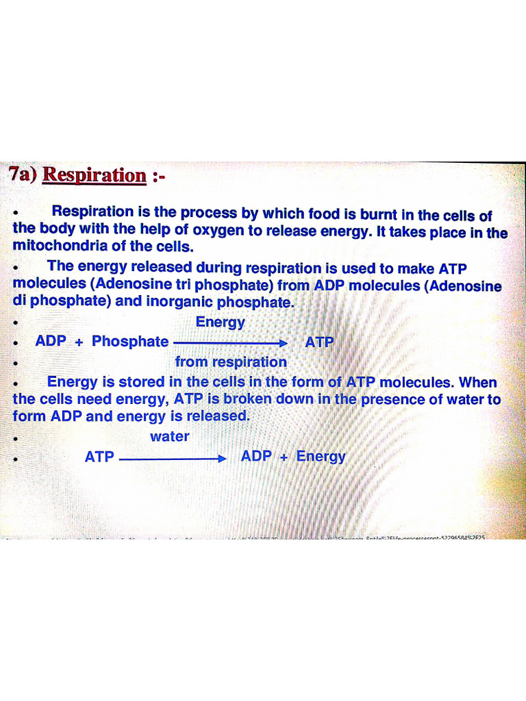 Life Processes Part 2 Respiration | PDF