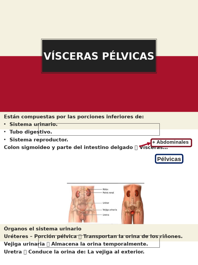 3.6 Visceras Pelvicas y Recto | PDF | Pelvis | Sistema urinario