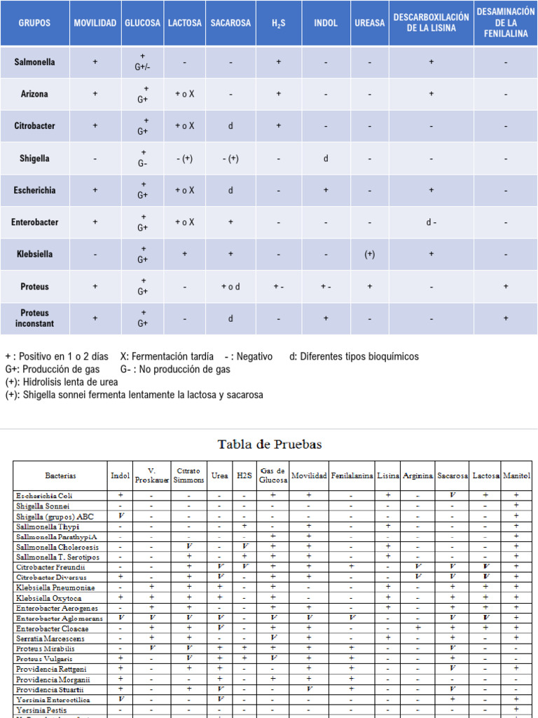 Tabla Pruebas Bioquímicas | PDF
