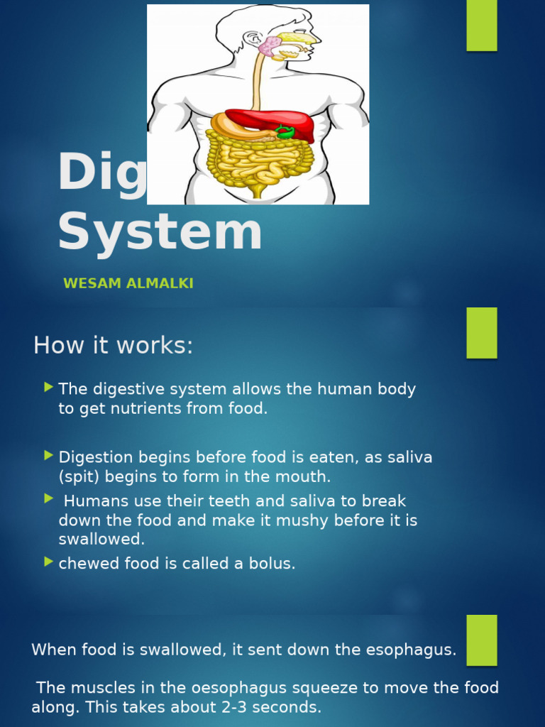 Wesam Alamlky 4B1 Digestive System 3 | PDF