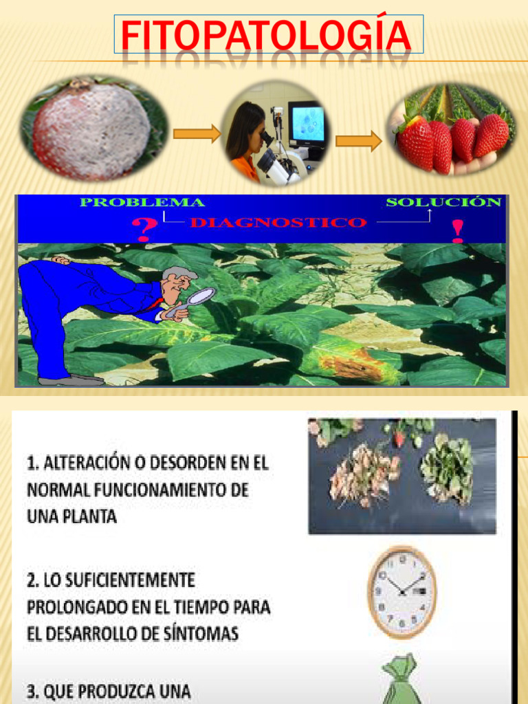 Fitobiosis y Enfermedades en Plantas | PDF | Infección | Patógeno