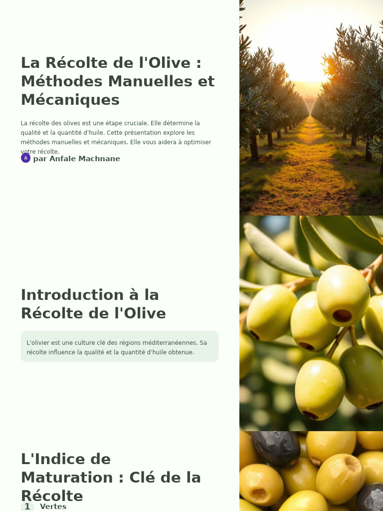 Récolte des Olives : Méthodes et Qualité | PDF | olive