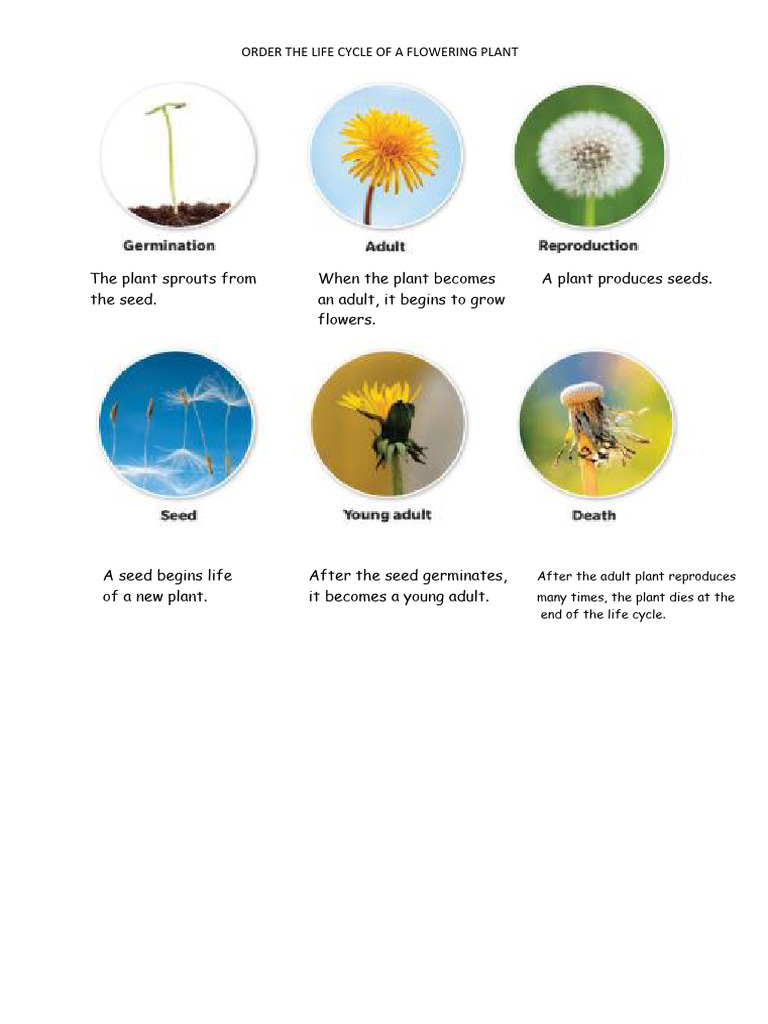 Flowering Plant Life Cycle | PDF