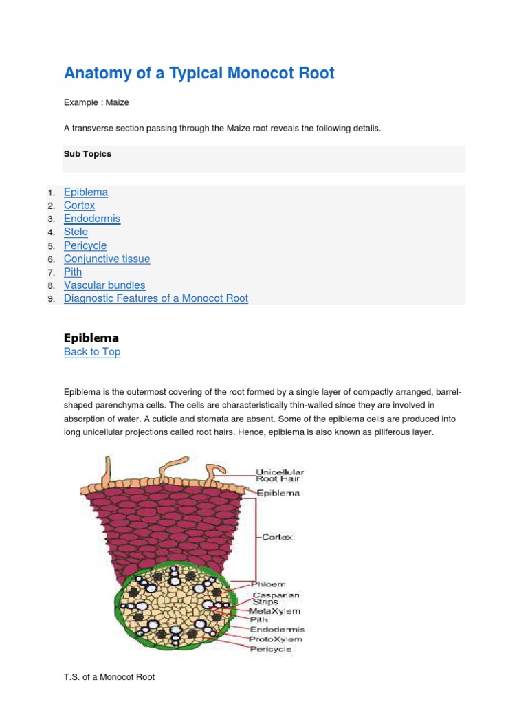 Anatomy Of A Typical Dicot Root