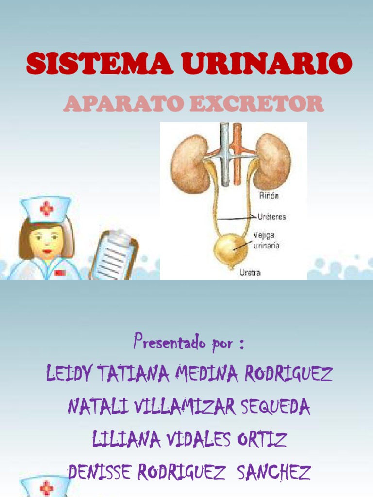 EXPOSICION_SISTEMA_URINARIO[1] | Sistema urinario | Vejiga urinaria