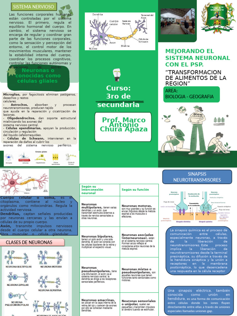 Triptico de La Feria | PDF | Neurona | Sinapsis