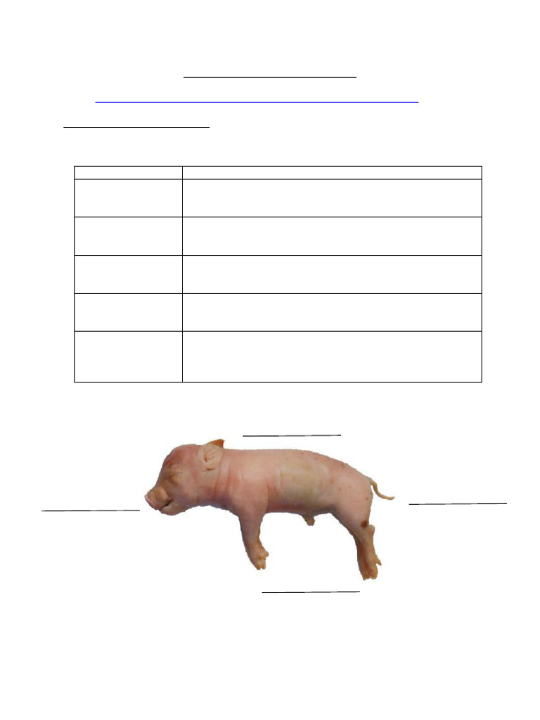 Pig Dissection - Virtual Assignment - Biology GR 11 | PDF | Circulatory System | Abdomen