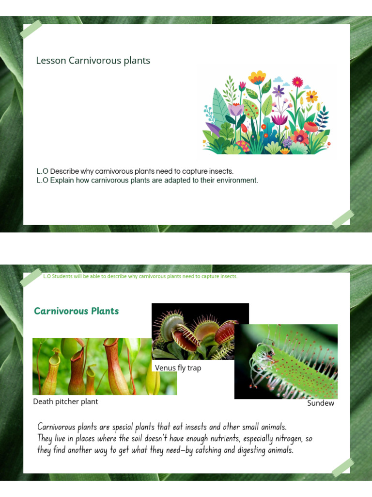 Y8 Carnivorous Plants - Lesson Notes | PDF | Plants | Organisms