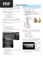 Grados de Varicocele: Clasificación y Evaluación | PDF | Sistema ...