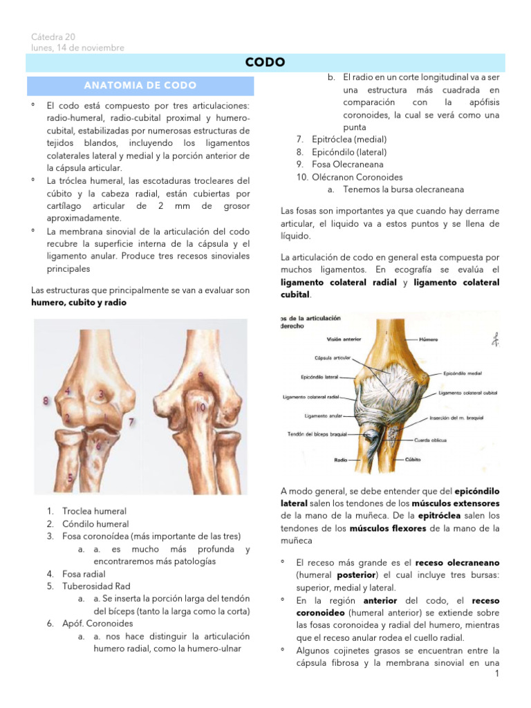 Clase 20. Codo | PDF | Codo | Articulación
