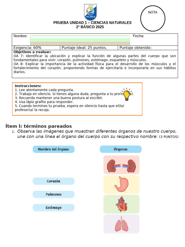 Prueba Unidad 1 Cn | PDF | Corazón | Esqueleto