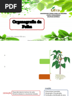 Filotaxia | PDF | Folha | Morfologia vegetal