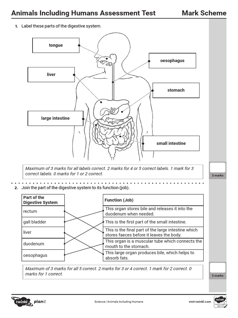 Animals Including Humans Assessment Test - Mark Scheme | PDF | Human ...