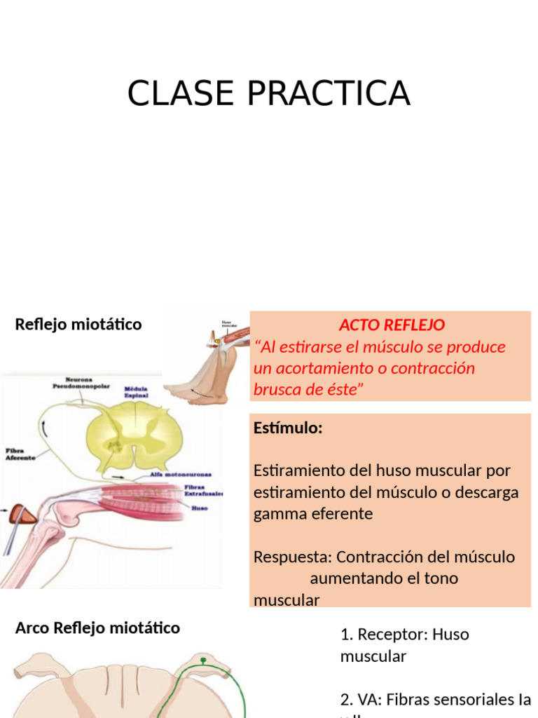 Reflejos Medulares | PDF | Músculo | Contracción muscular