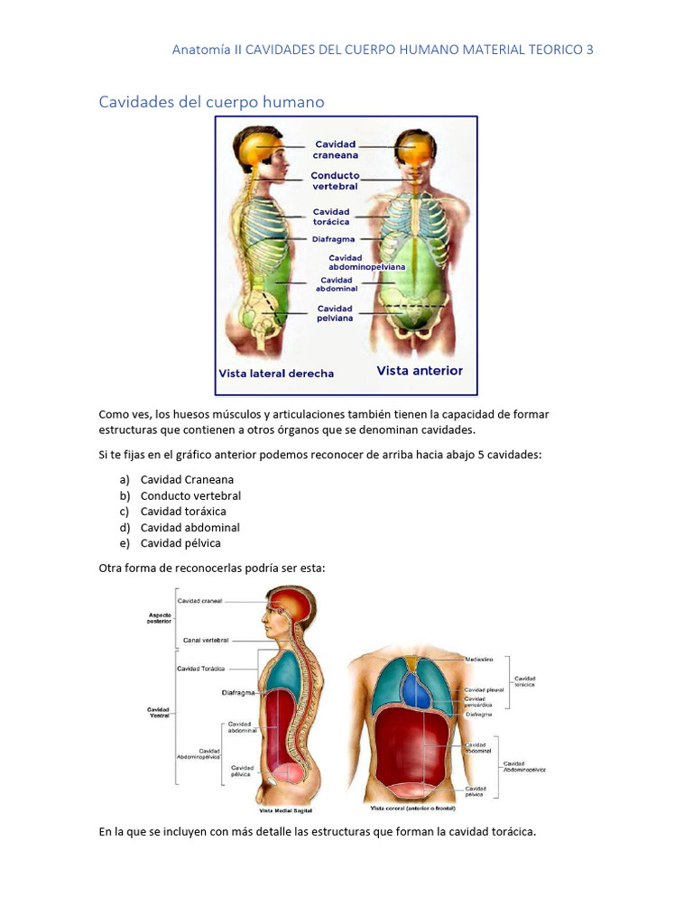 CAVIDADES DEL CUERPO HUMANO Mat Teórico Del TP3 | PDF | Tórax | Órgano ...
