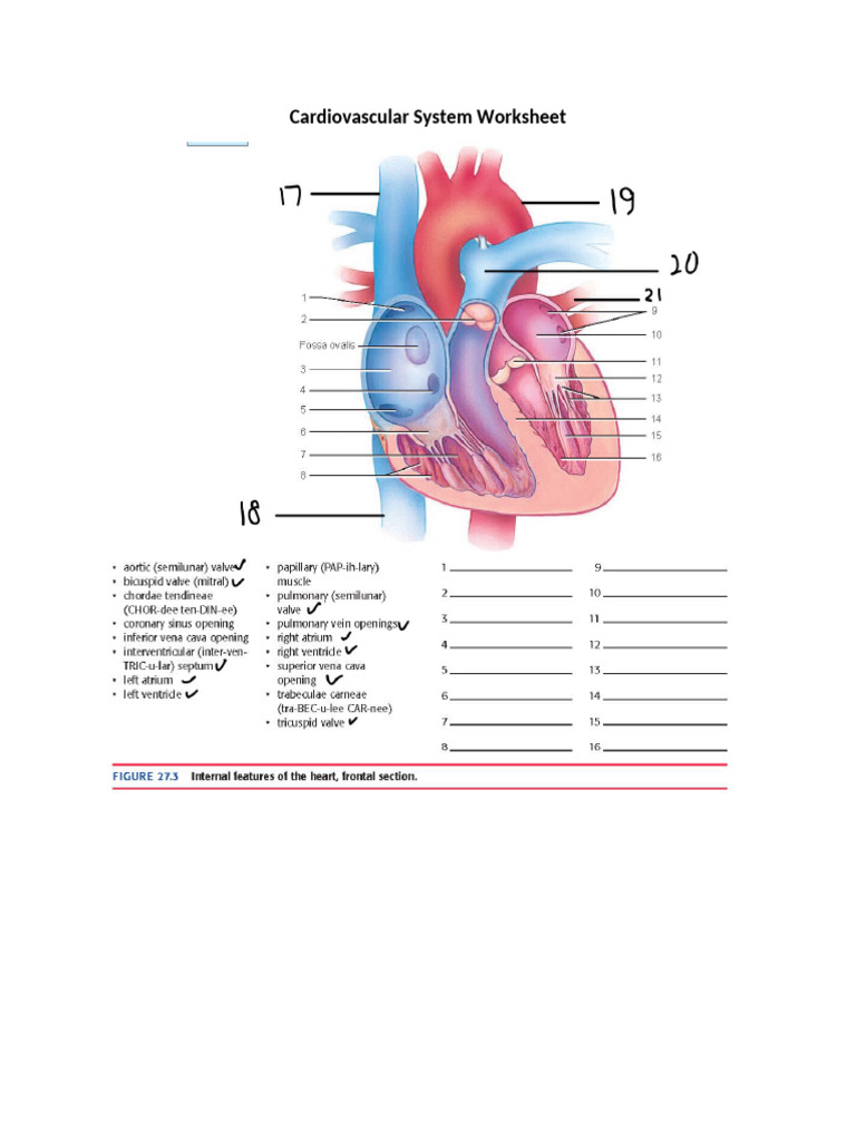 Cardiovascular System Worksheet | PDF