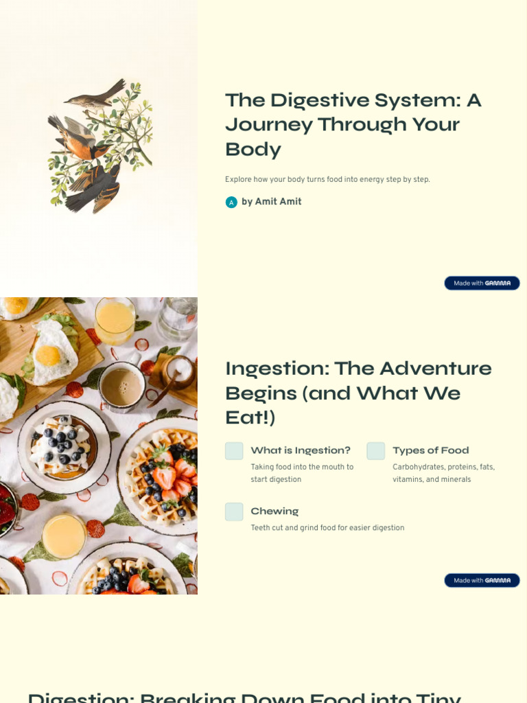 The Digestive System A Journey Through Your Body | PDF