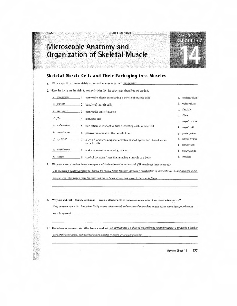 Microscopic Anatomy and Organization of Skeletal Muscle 14 & 15 | PDF ...