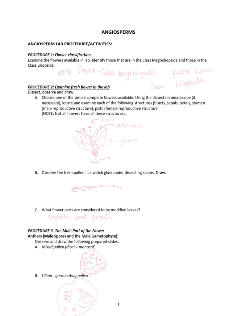 Angiosperms: Angiosperm Lab Procedure/Activities | PDF | Seed | Flowers