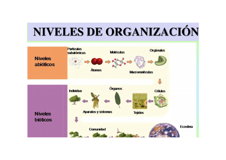 NIVELES | PDF